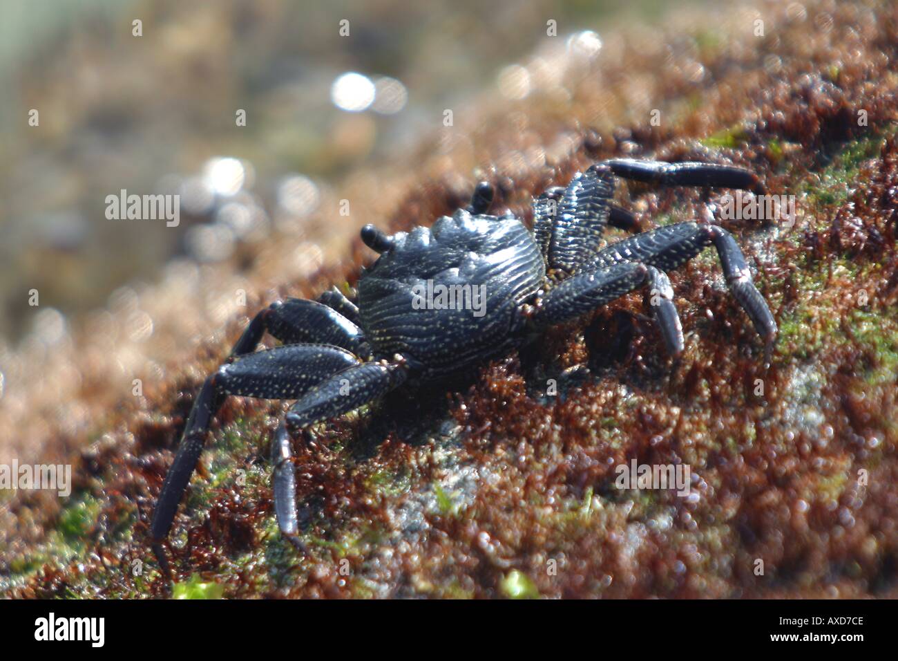Thin shelled rock crab hi-res stock photography and images - Alamy
