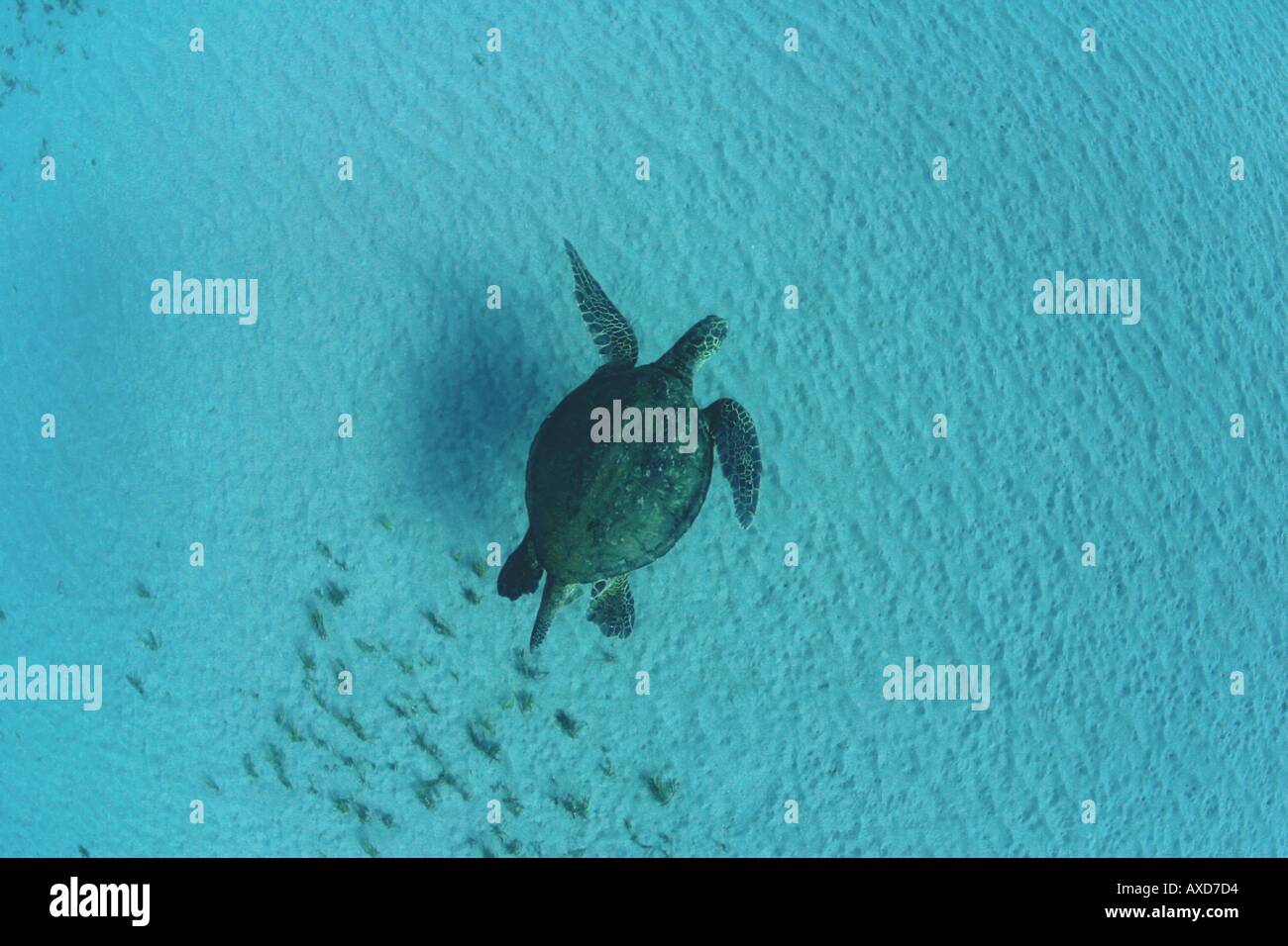 Hawaii turtle bay turtles hi-res stock photography and images - Alamy