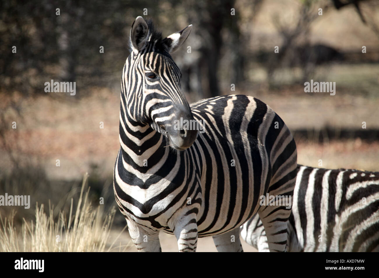 Zebra looking into camera Stock Photo - Alamy