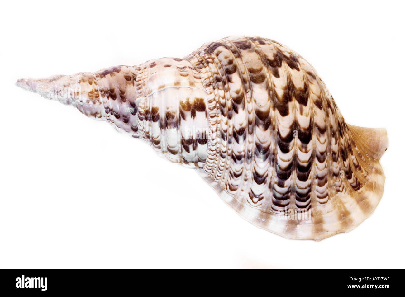 shell white background Stock Photo - Alamy