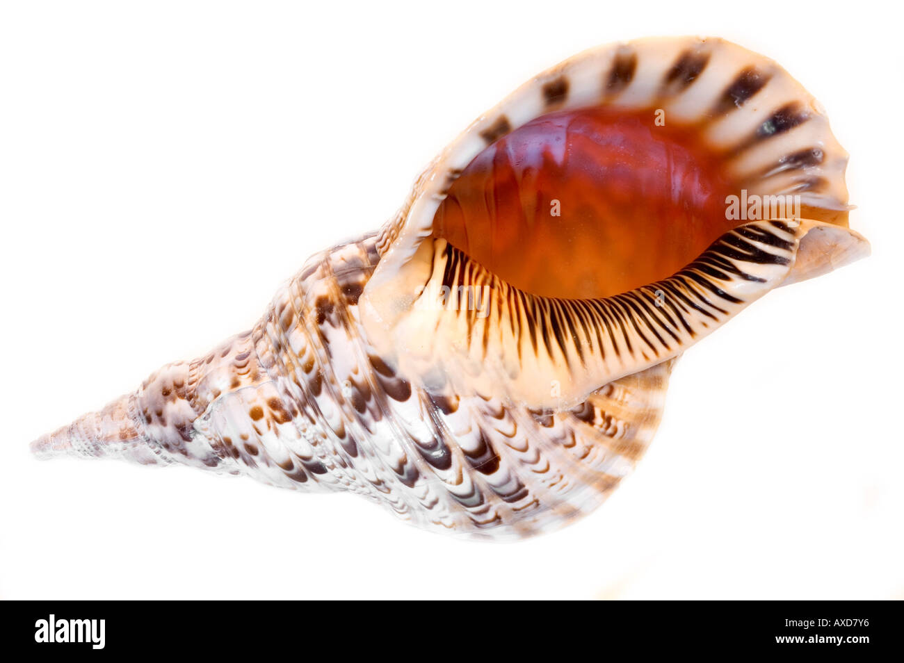 shell white background Stock Photo - Alamy