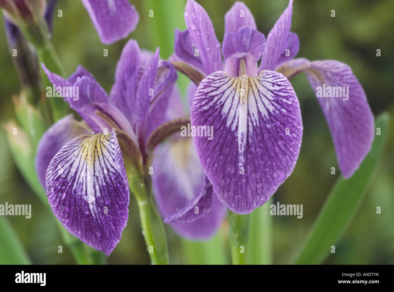 Iris versicolor AGM (Blue flag) Laevigatae series iris Stock Photo - Alamy
