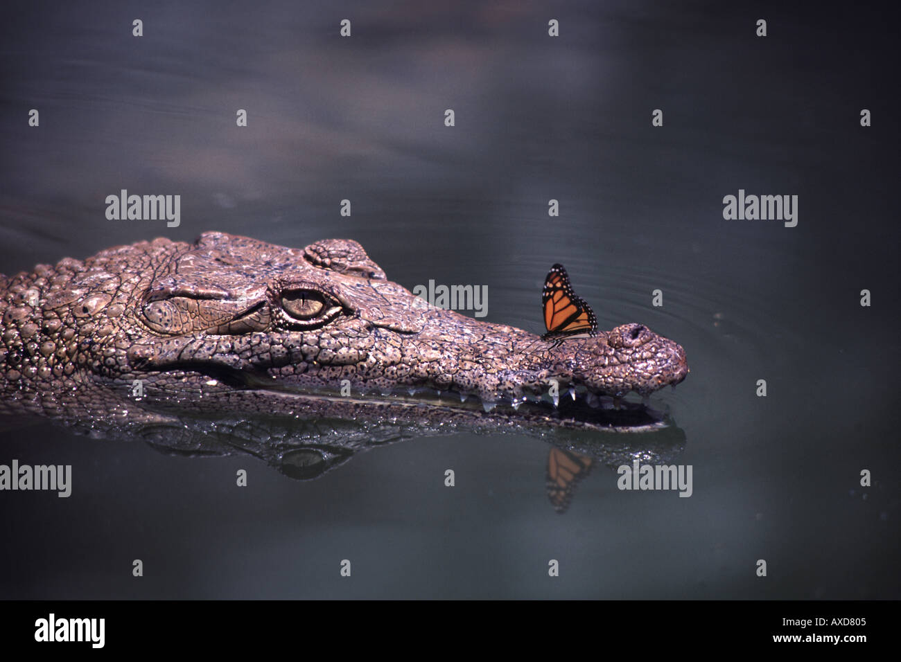 Butterfly crocodile hi-res stock photography and images - Alamy