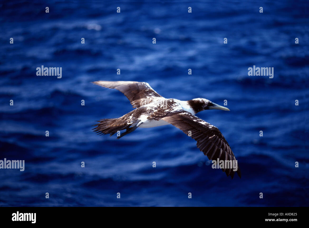 Sula leucogaster plotus hi-res stock photography and images - Alamy