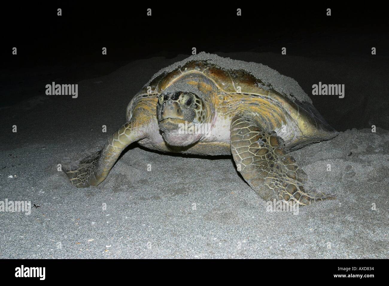 Turtle reproducing hi-res stock photography and images - Alamy