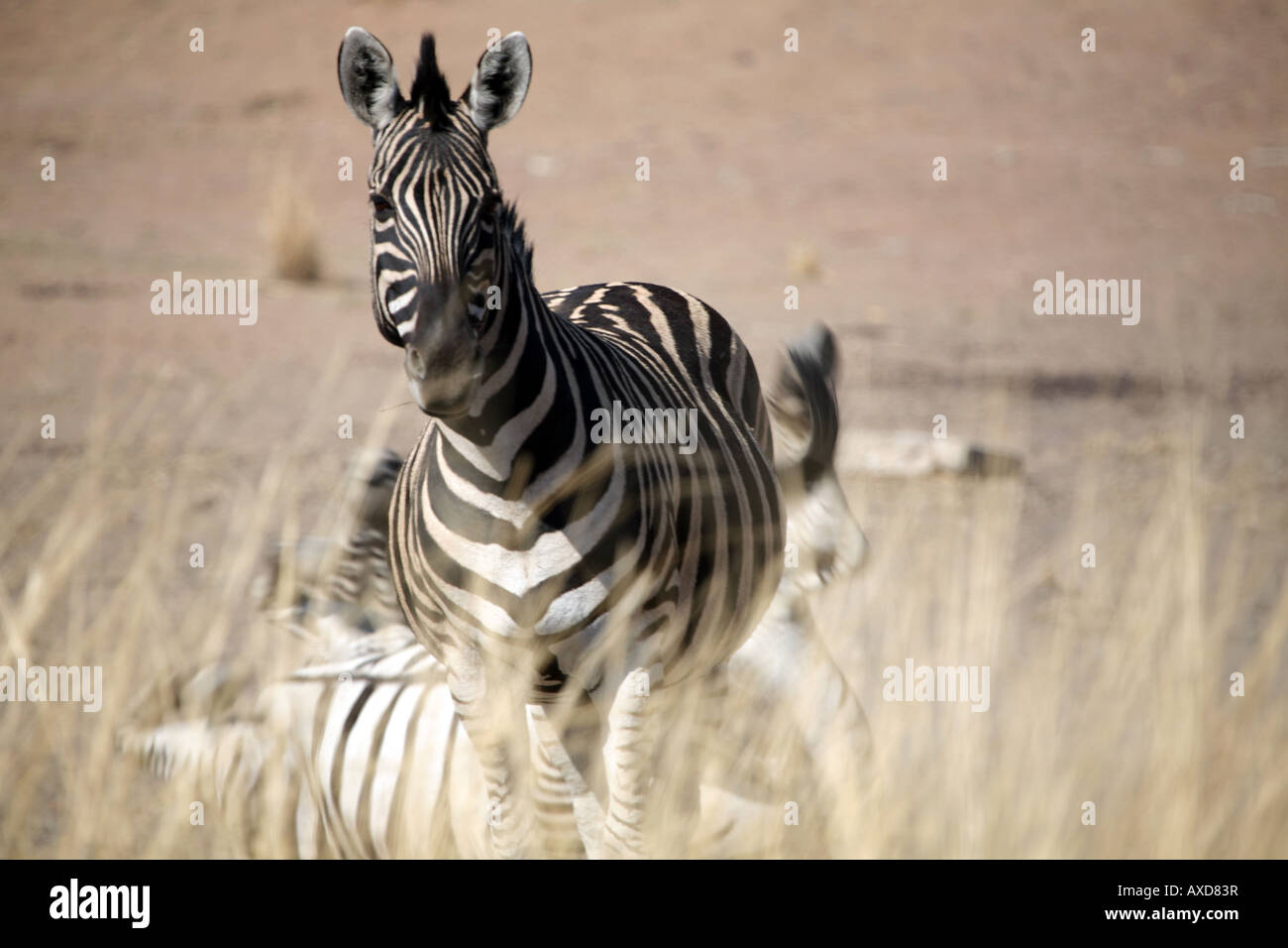 Zebra looking into camera Stock Photo - Alamy