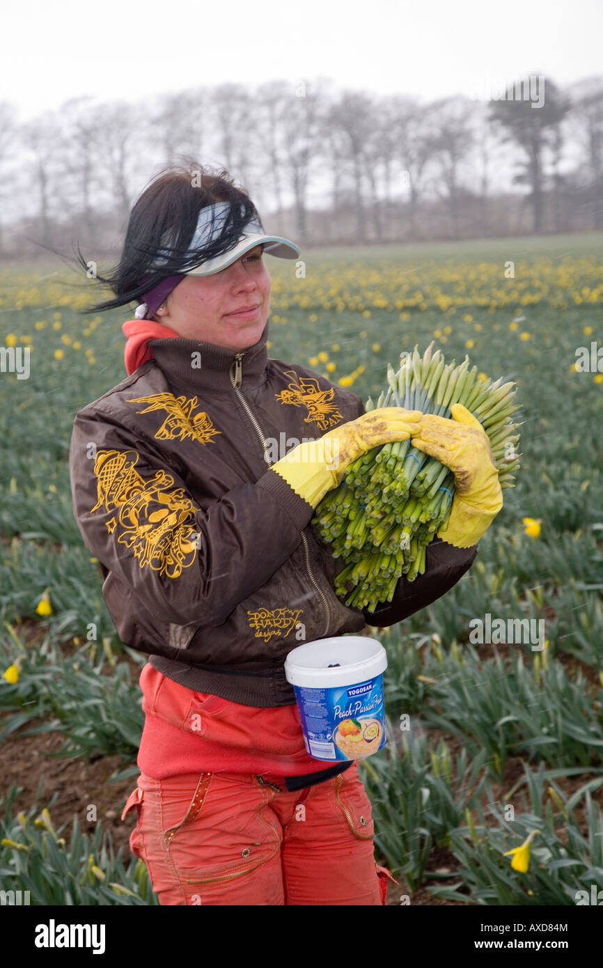 Caucasian flower bulb pickers hi-res stock photography and images - Alamy