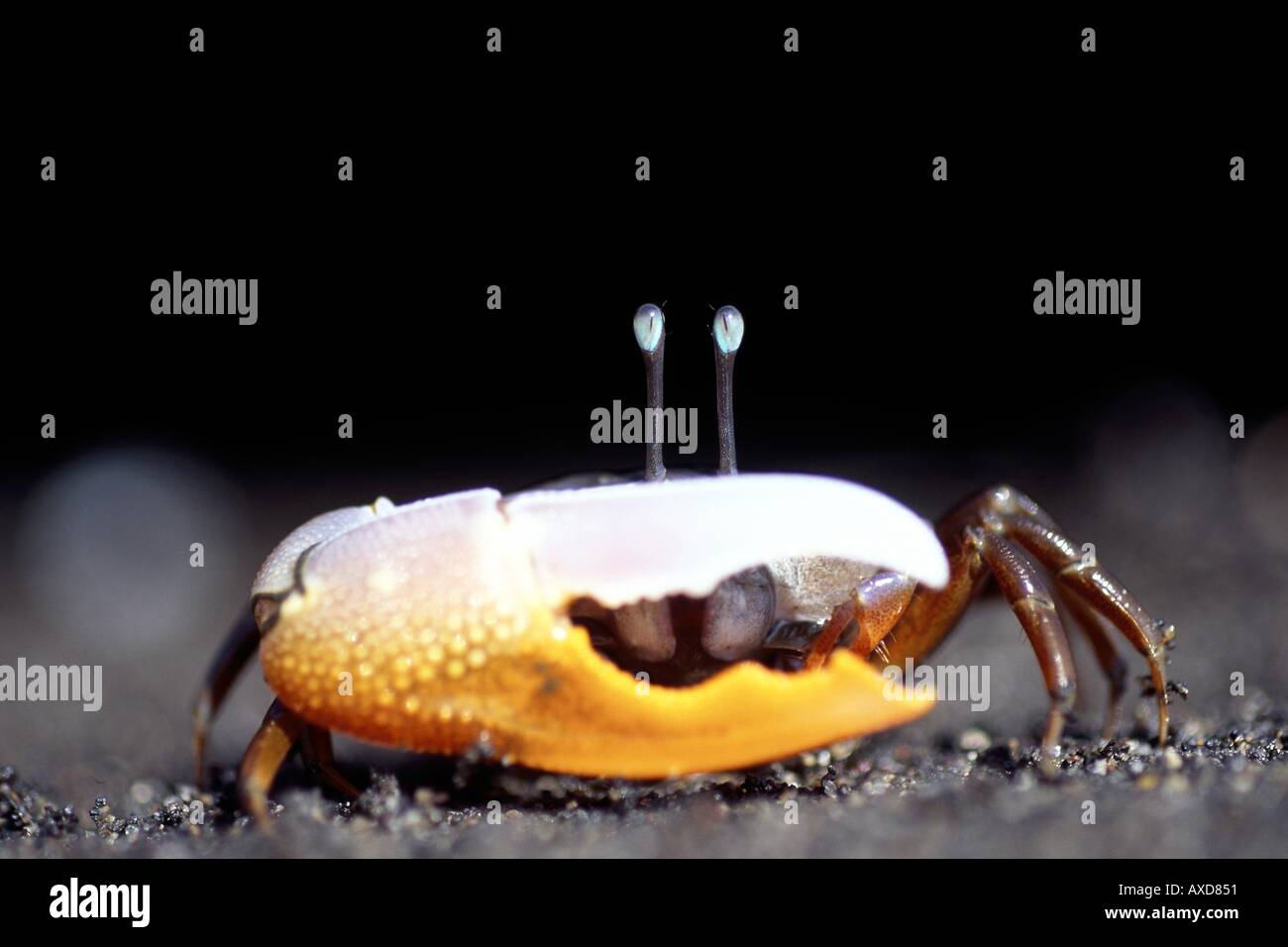 Crab s in pacific hi-res stock photography and images - Alamy