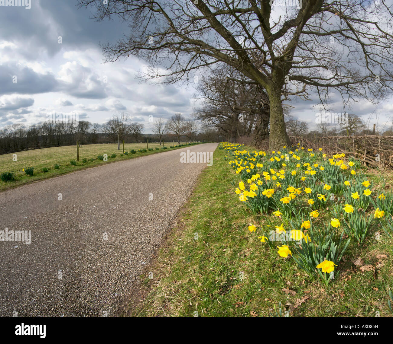 Yellow daffodil wild flowers growing wild in the countryside Stock ...