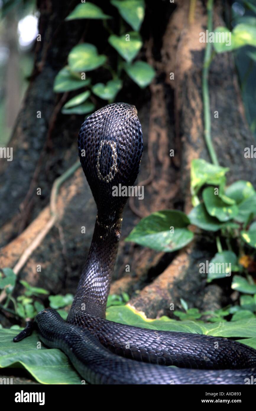 Cobra Hood Markings