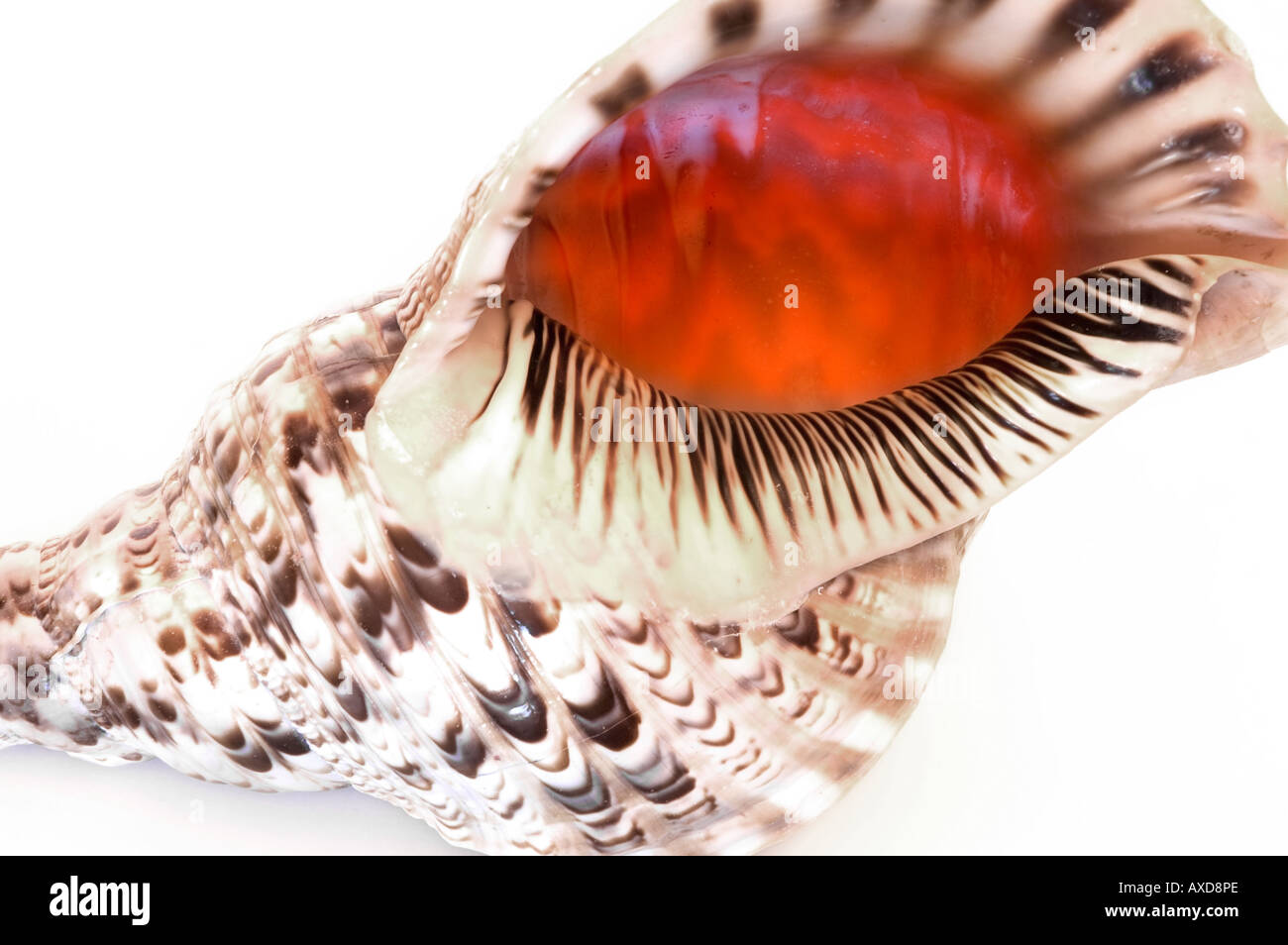 shell white background Stock Photo - Alamy
