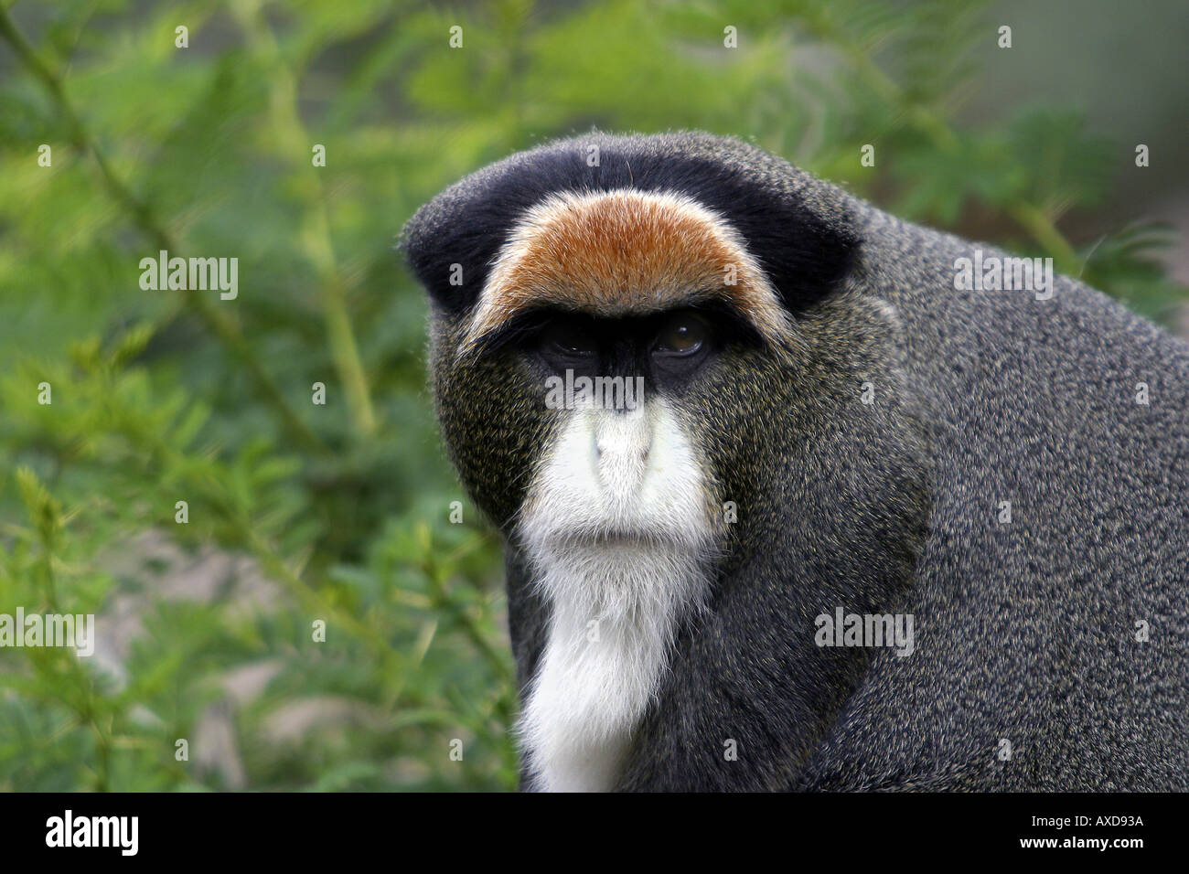 Cercopithecus sp hi-res stock photography and images - Alamy