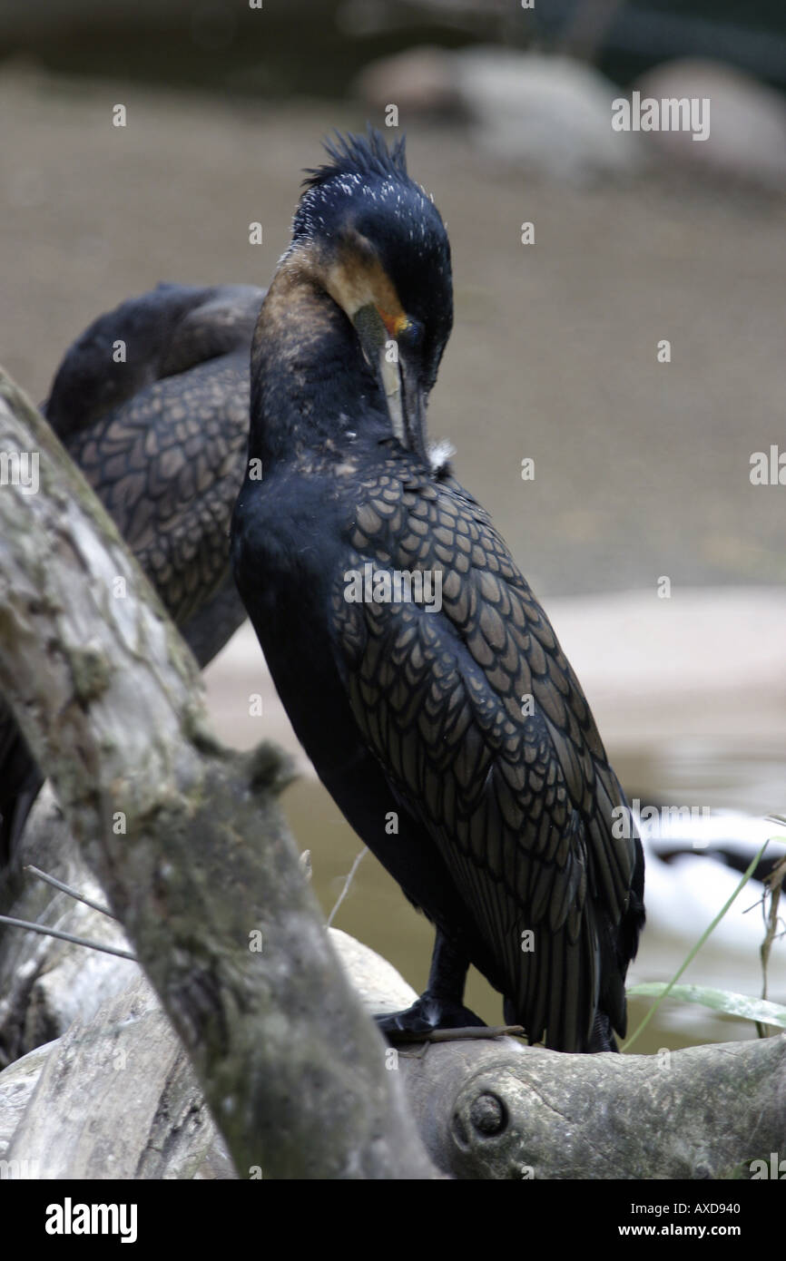 L10266 hi-res stock photography and images - Alamy