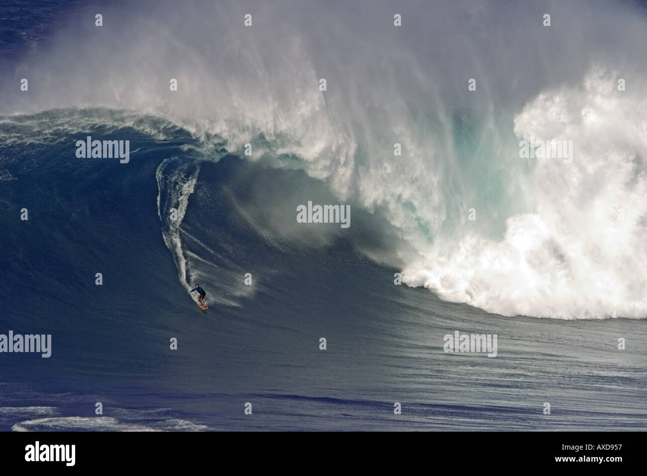 A surfer drops to the curl of Hawaii s big surf at Peahi Jaws off Maui ...