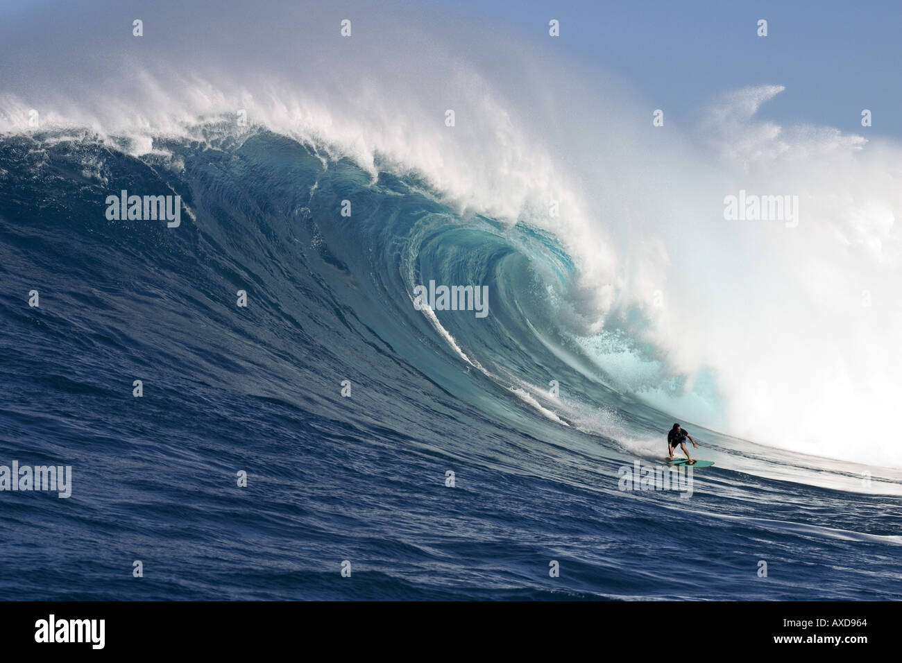 A surfer drops to the curl of Hawaii s big surf at Peahi Jaws off Maui ...