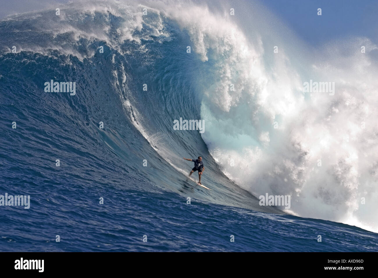 A surfer drops to the curl of Hawaii s big surf at Peahi Jaws off Maui ...