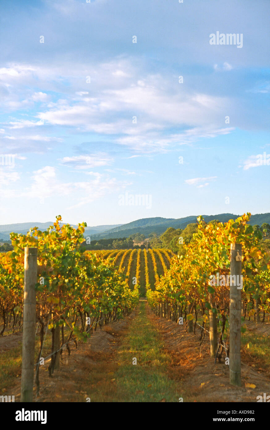 Rows of grape vines at a vineyard in the Yarra Valley Victoria ...