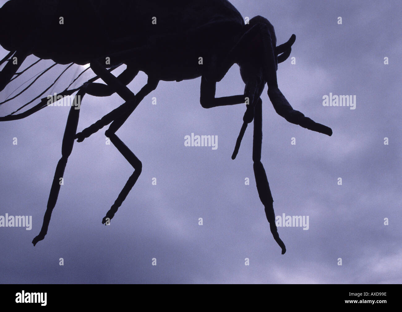 Sandfly model on the road to Franz Josef New Zealand Stock Photo - Alamy