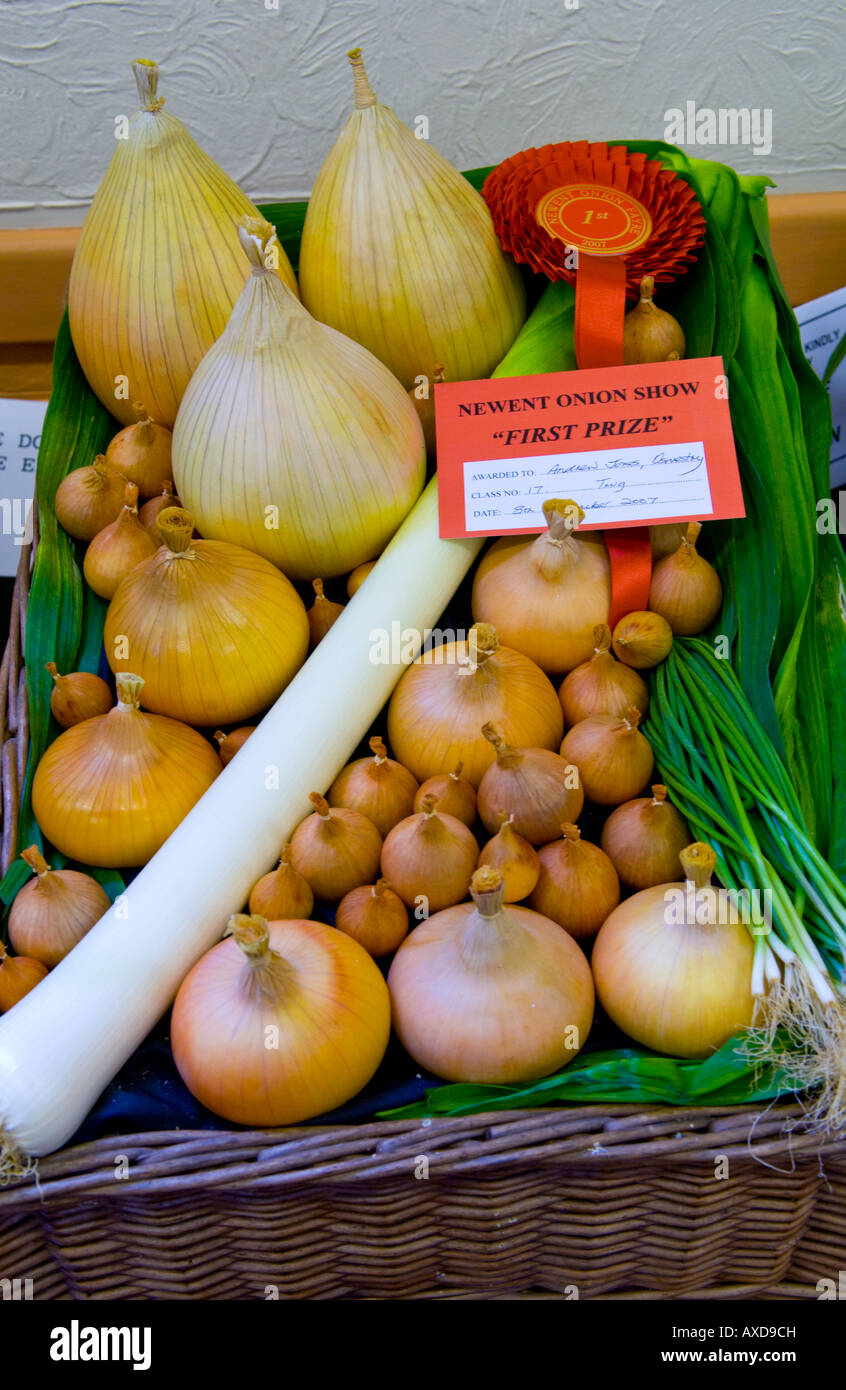 First Prize in Newent Onion Show competition during annual Newent Onion ...