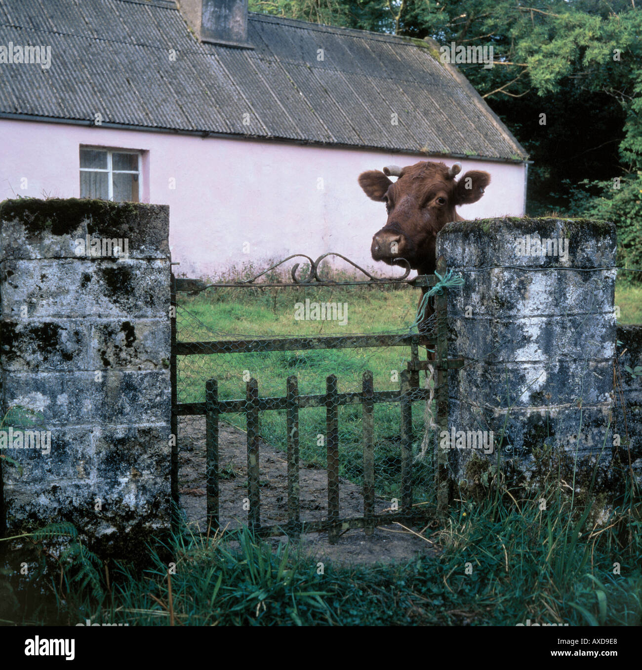 Cow in garden at Beaufort Near Gap of Dunloe Ring of Kerry Ireland ...