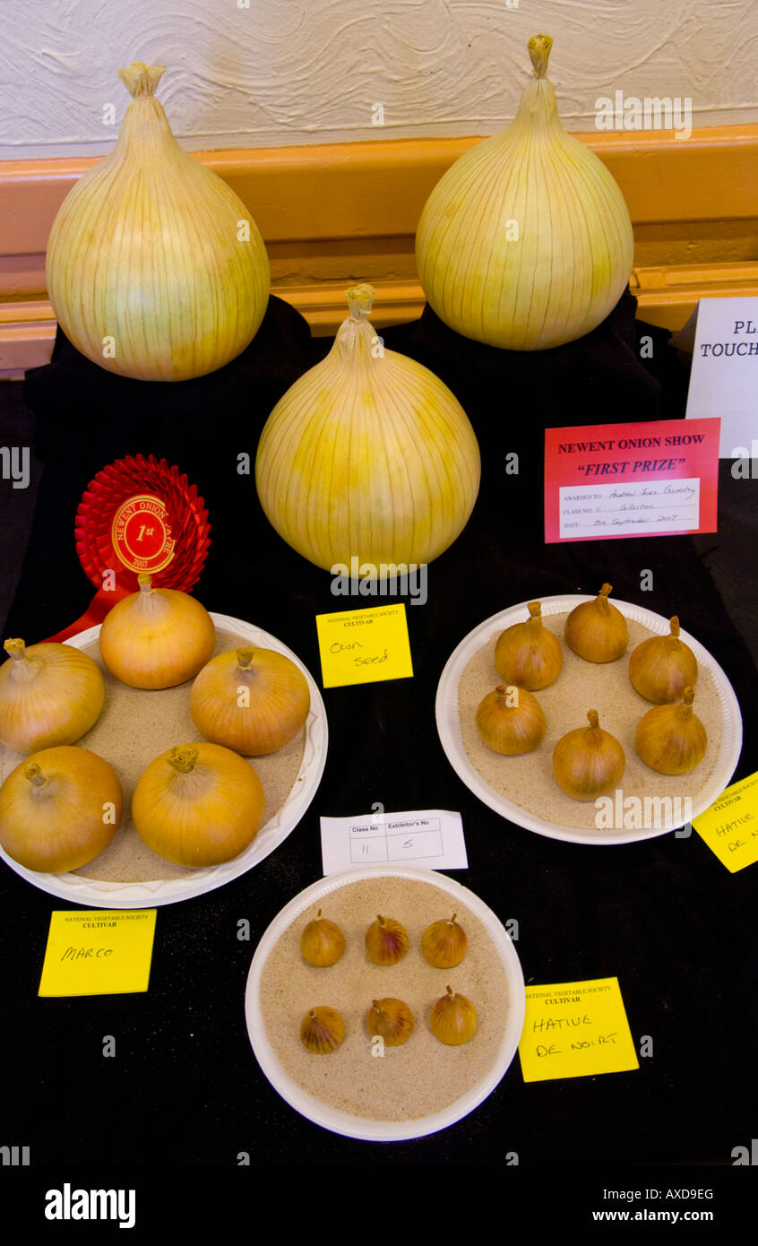 Onions in Newent Onion Show competition during annual Newent Onion ...