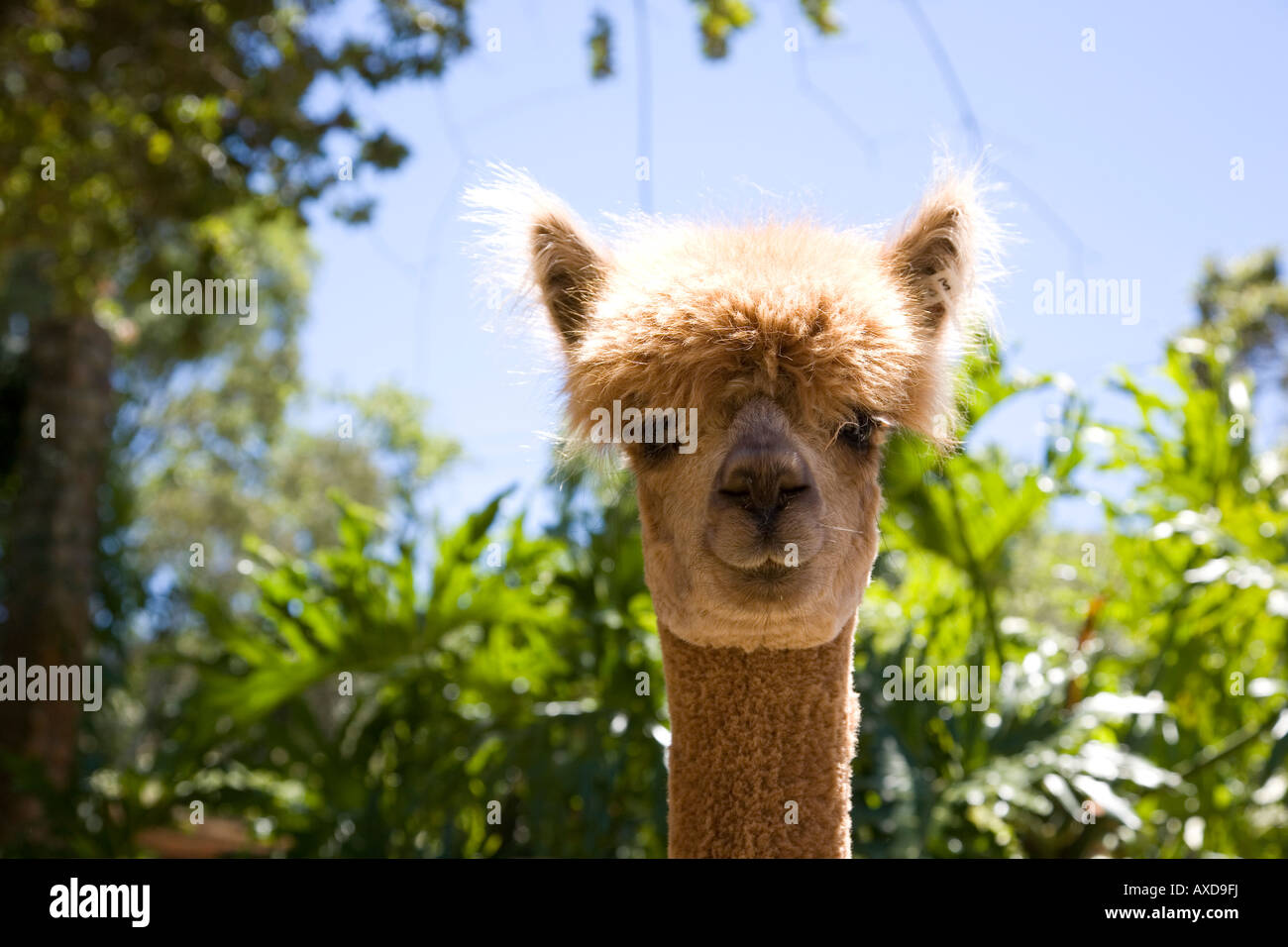 Beige alpaca hi-res stock photography and images - Alamy