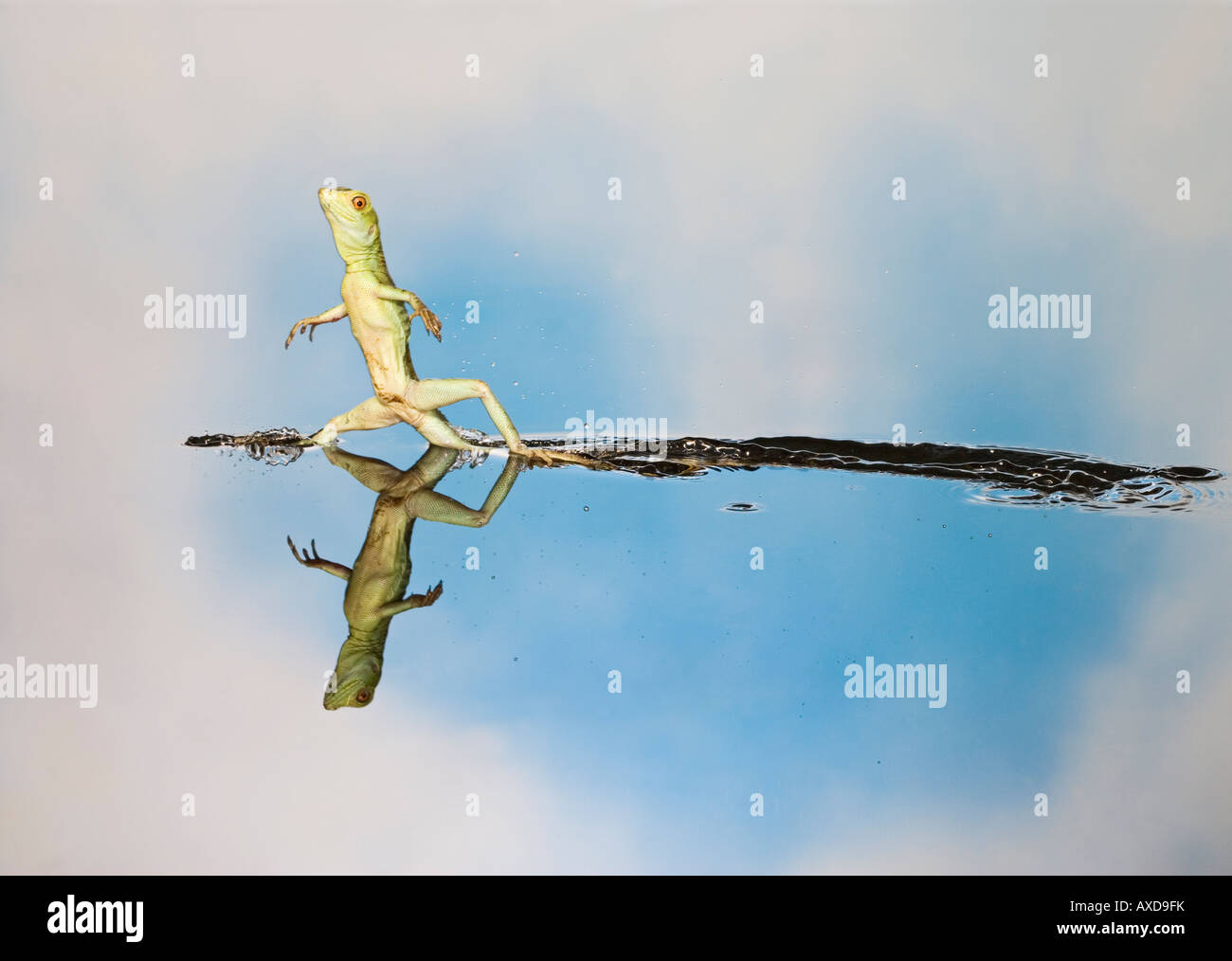 Green basilisk running on water hi-res stock photography and images - Alamy