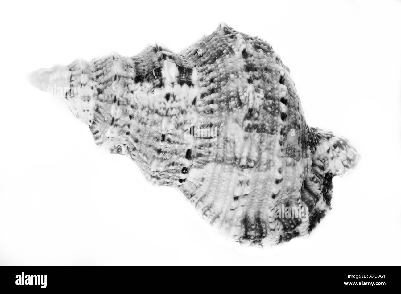 shell white background Stock Photo - Alamy