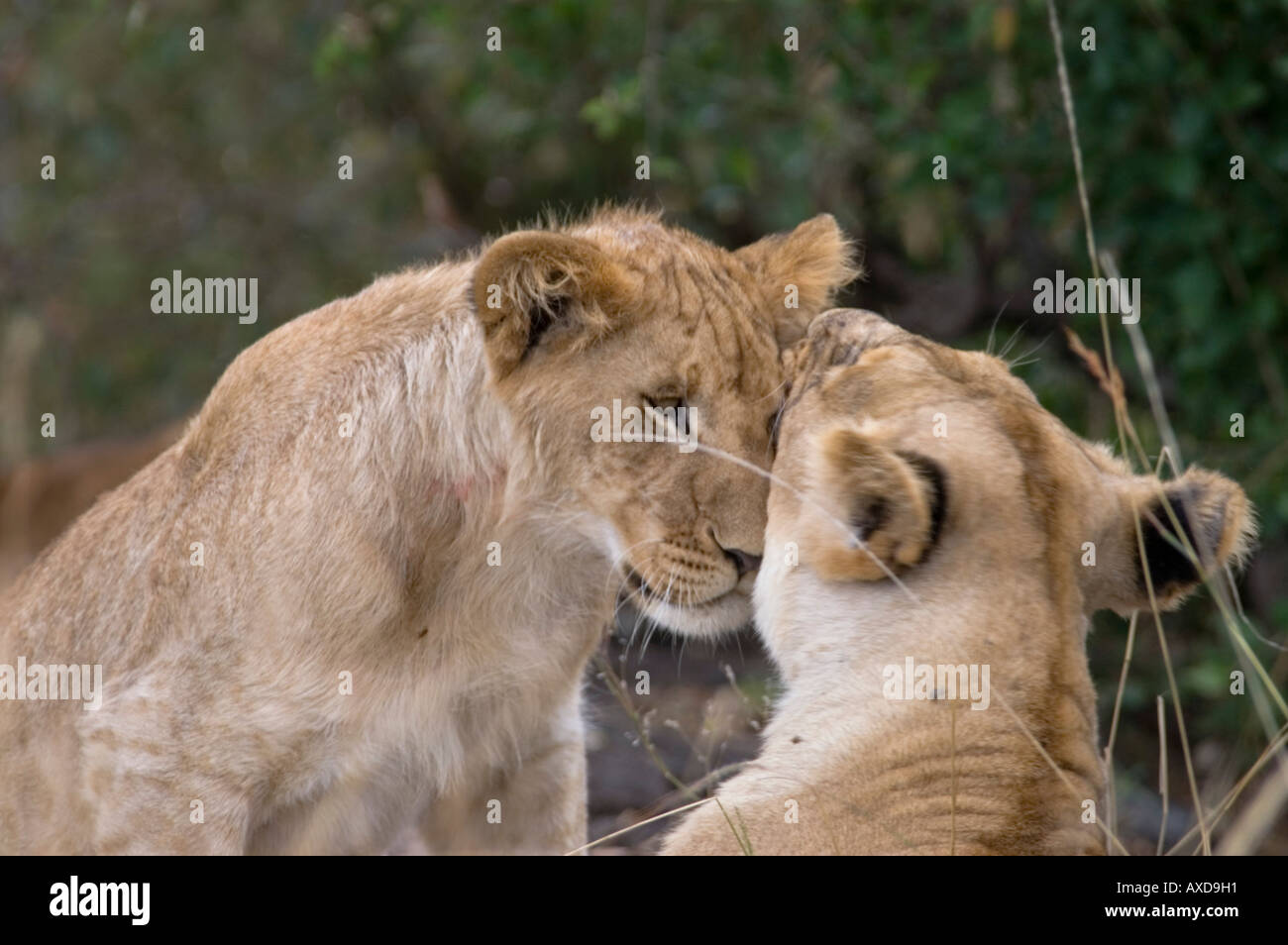 Lions grooming hi-res stock photography and images - Alamy