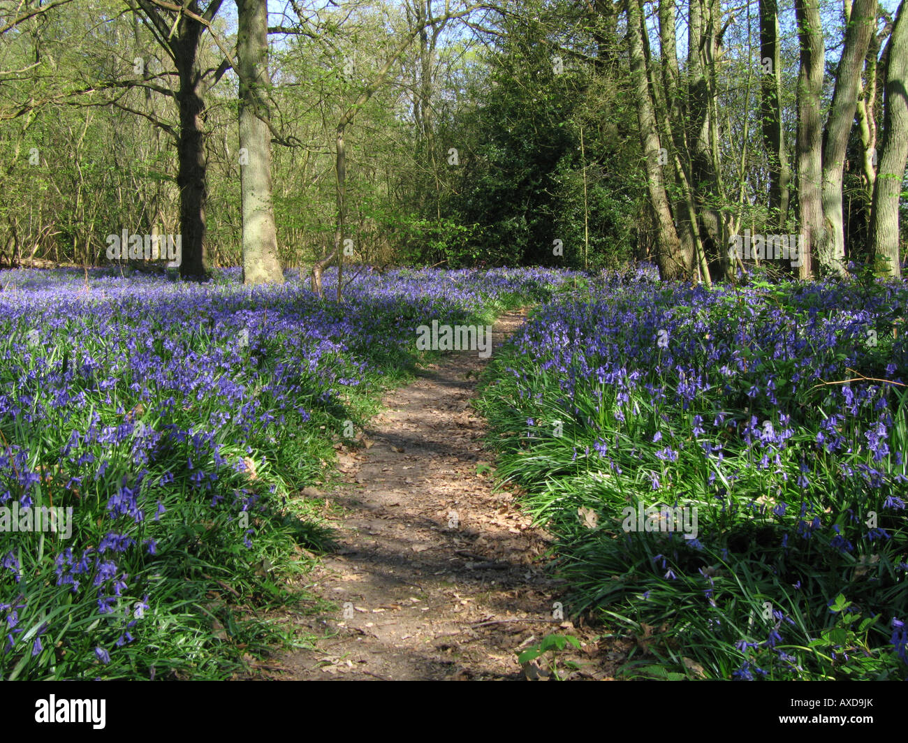 Kings wood croydon hi-res stock photography and images - Alamy