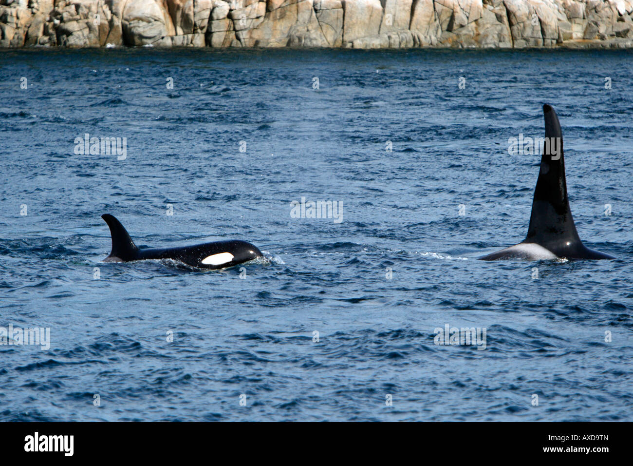 A male orca and a female following close behind Stock Photo - Alamy