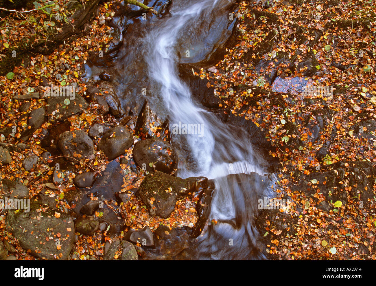 Blurred water, slow shutter effect, spring flowing between leaves in ...