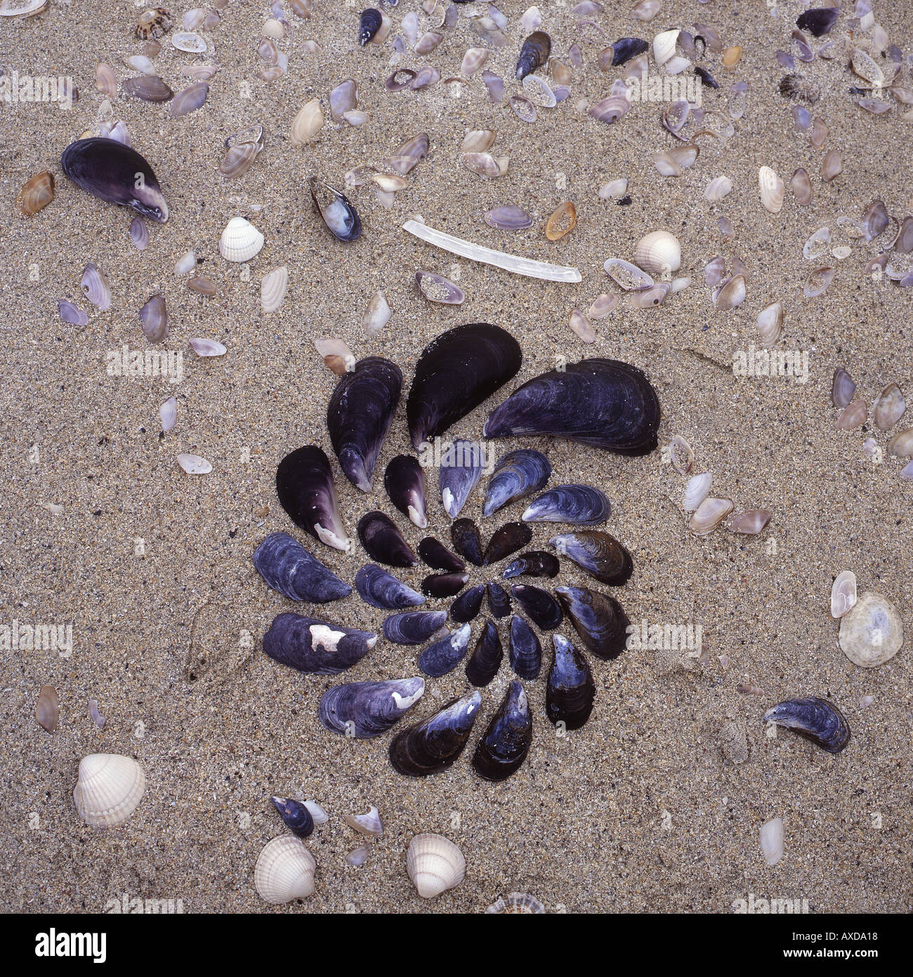 Mussel Spiral on Beach Harris Western Isles Scotland Stock Photo - Alamy