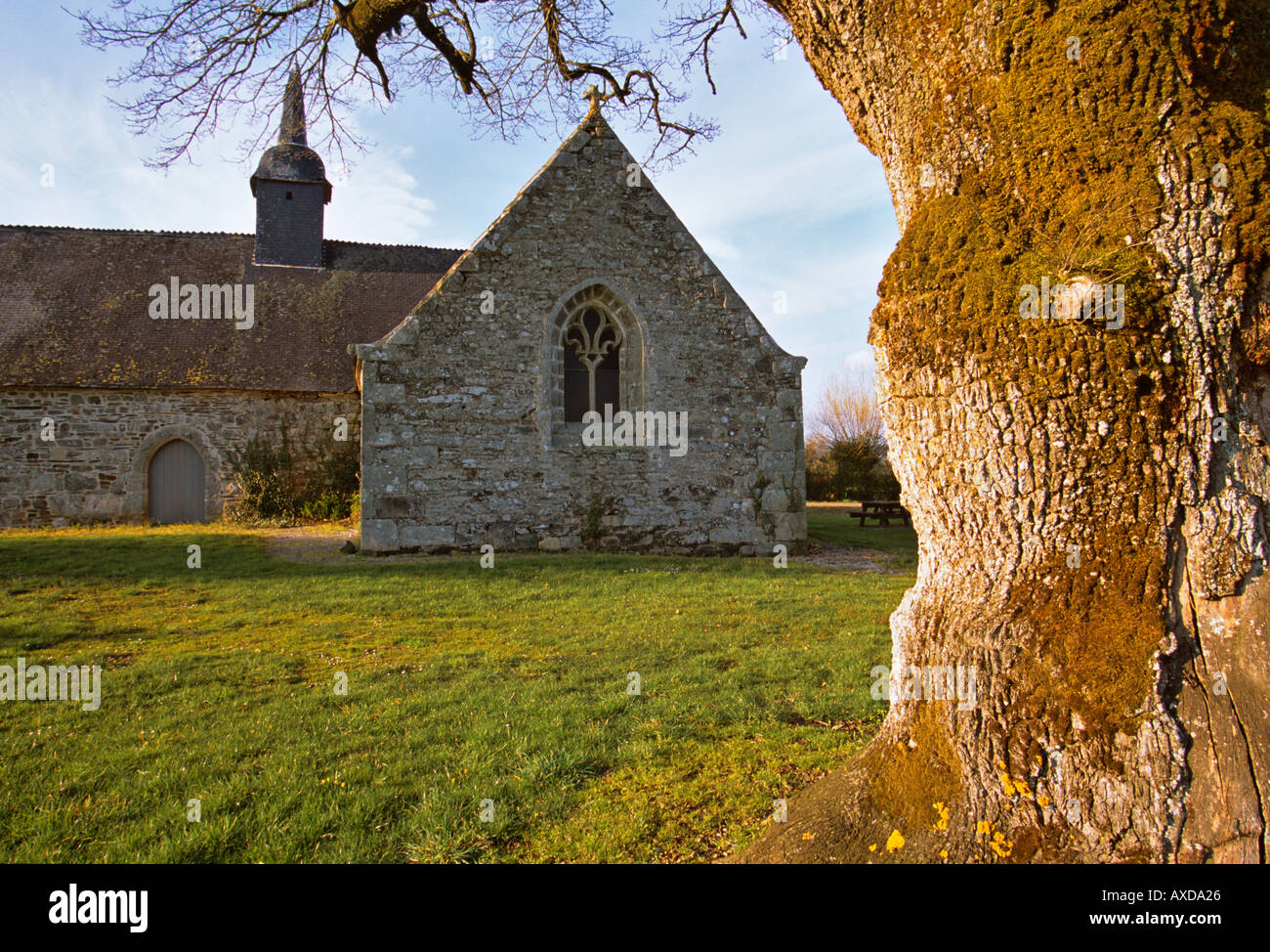 Medieval Breton church framed by ancient oak tree Stock Photo - Alamy