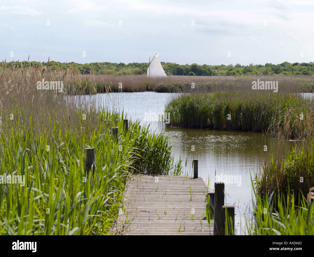 NORFOLK WILDLIFE TRUST VIEW OF JETTY AND BROAD HICKLING BROAD NATURE ...