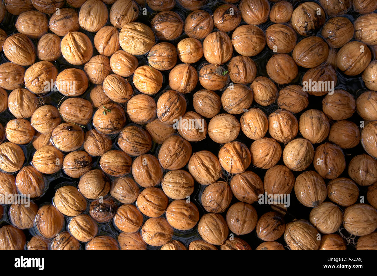 Shot of the nuts on the water Stock Photo - Alamy