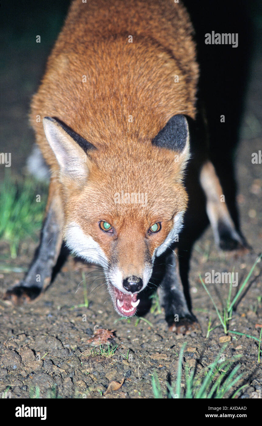 Urban fox vulpes vulpes showing teeth Stock Photo - Alamy