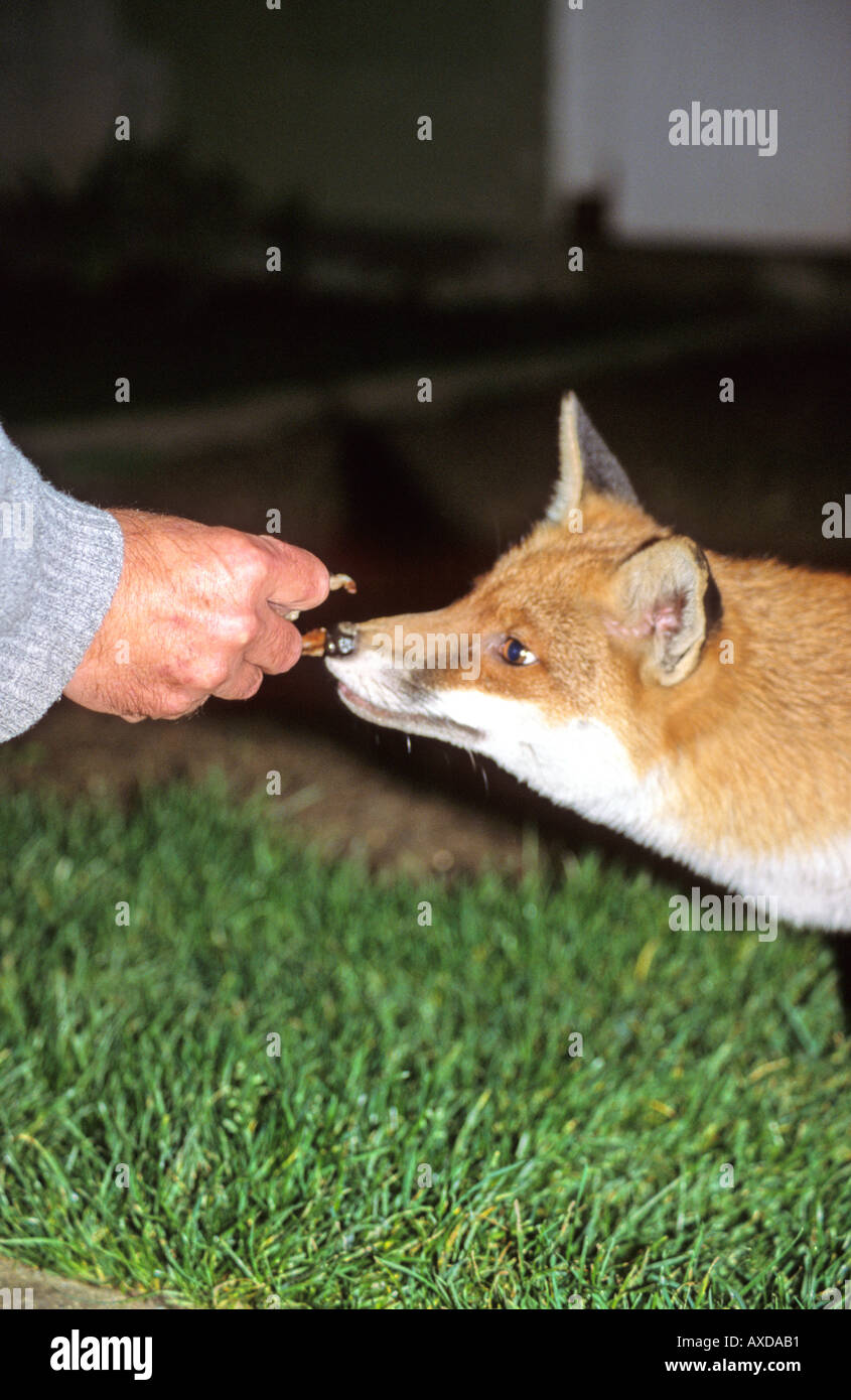 Feeding garden foxes (Vulpes vulpes Stock Photo - Alamy