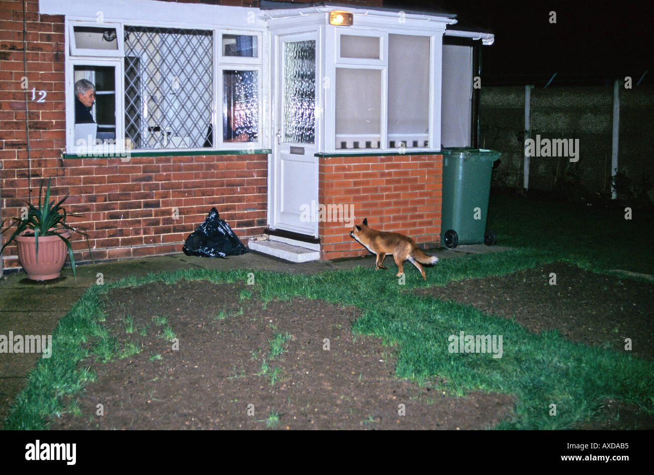 Red urban Fox. Vulpes vulpes waiting under house window for food to be ...