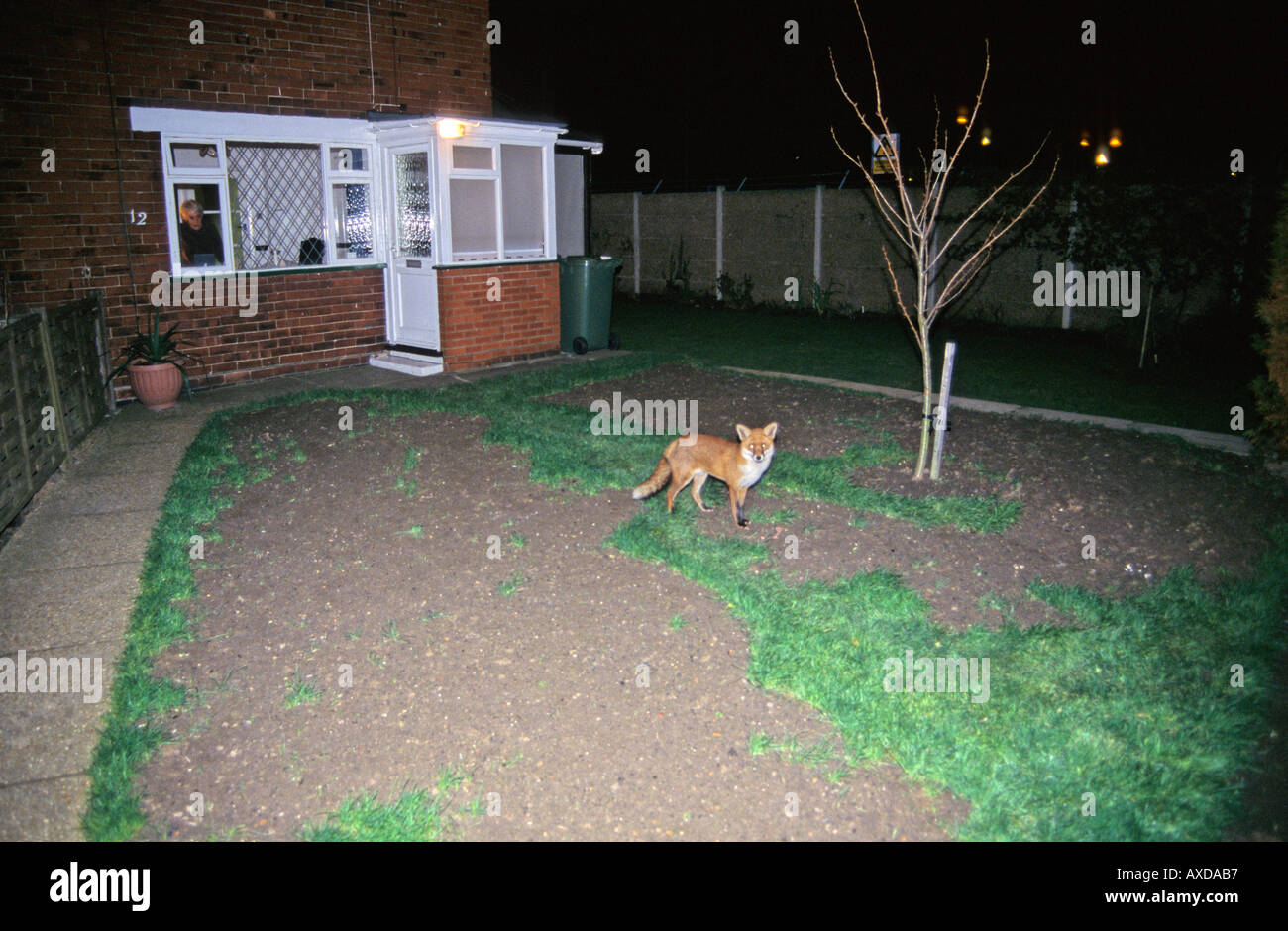 Red urban Fox. Vulpes vulpes waiting under house window for food to be ...