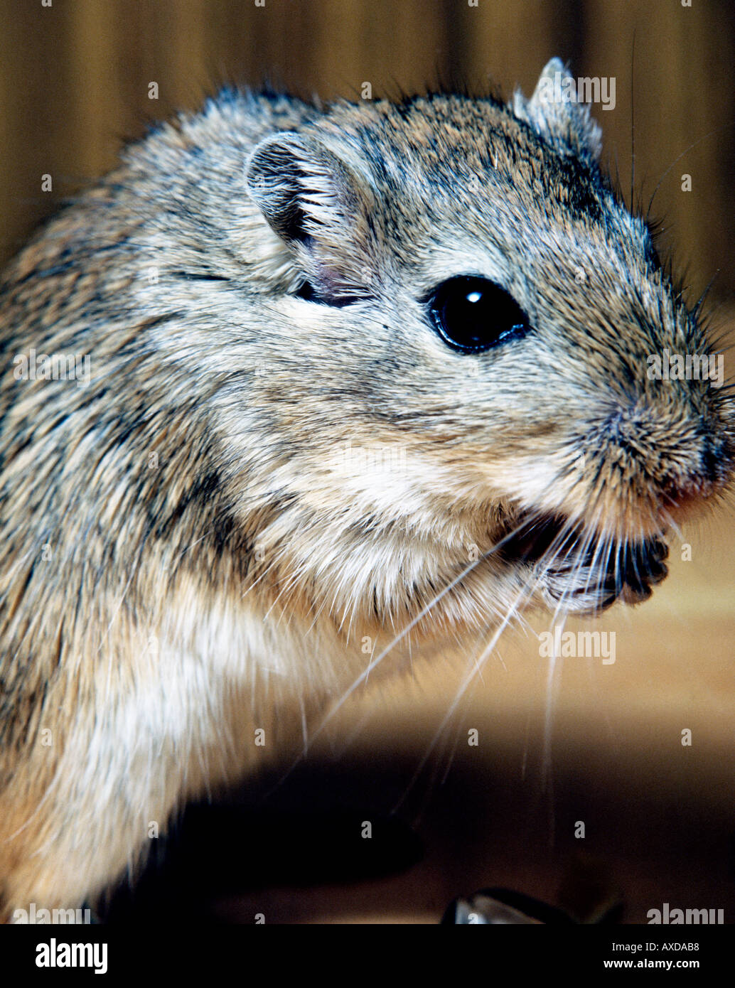 Hamster family pet hi-res stock photography and images - Alamy