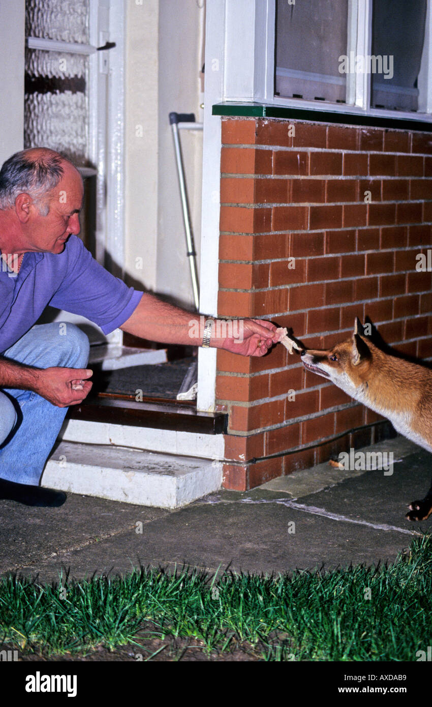 Feeding garden foxes (Vulpes vulpes Stock Photo - Alamy