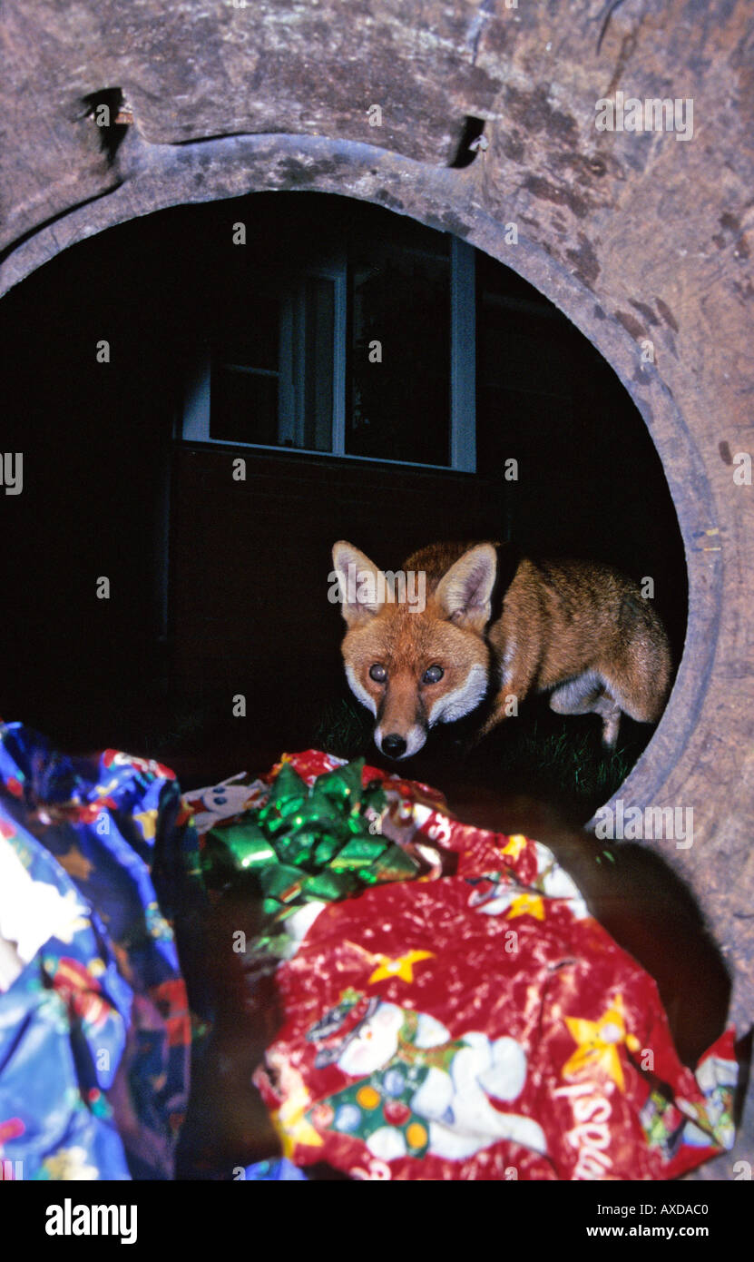 Red fox with bones hi-res stock photography and images - Alamy