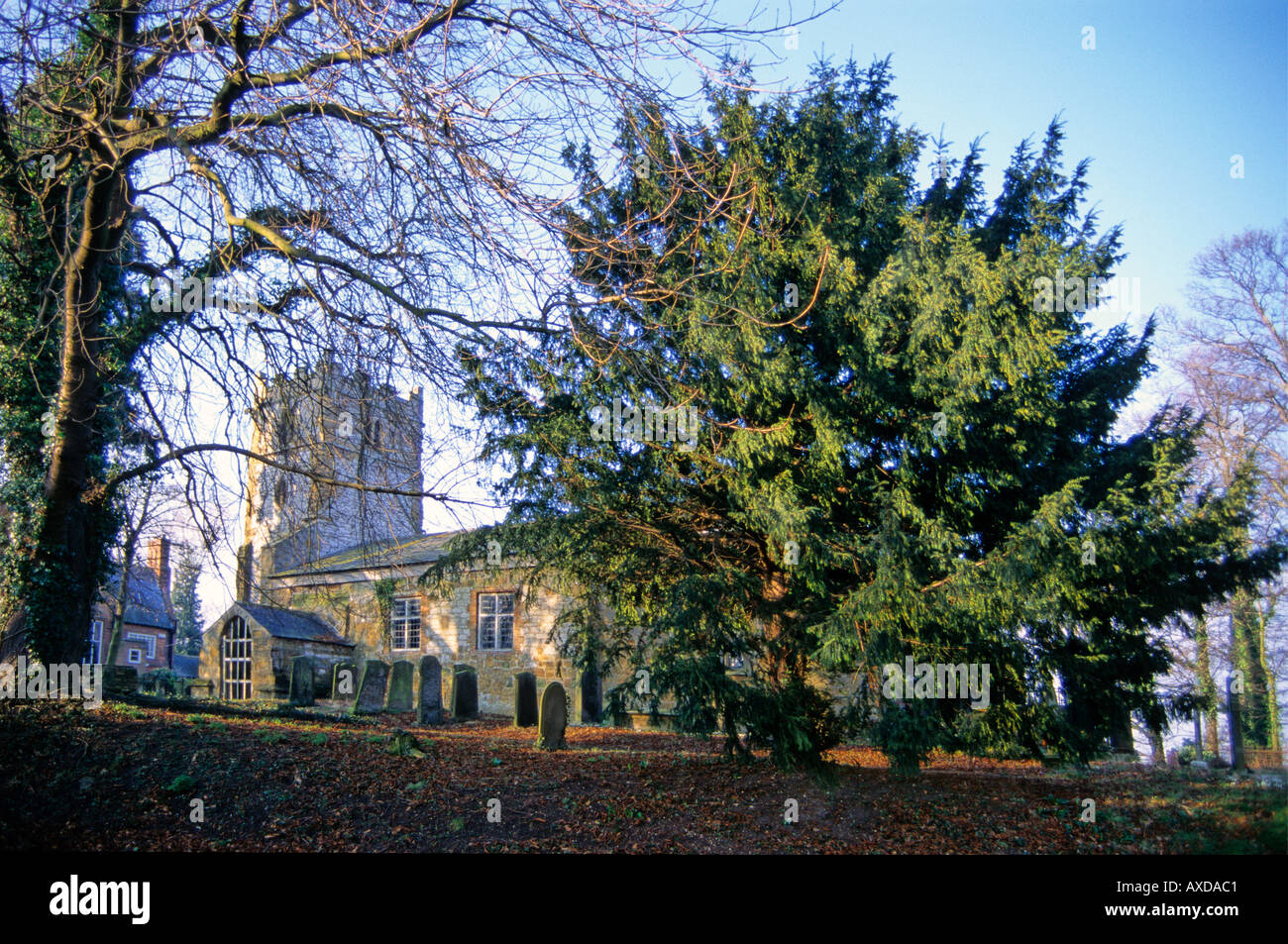 Churchyard Yew tree Stock Photo - Alamy