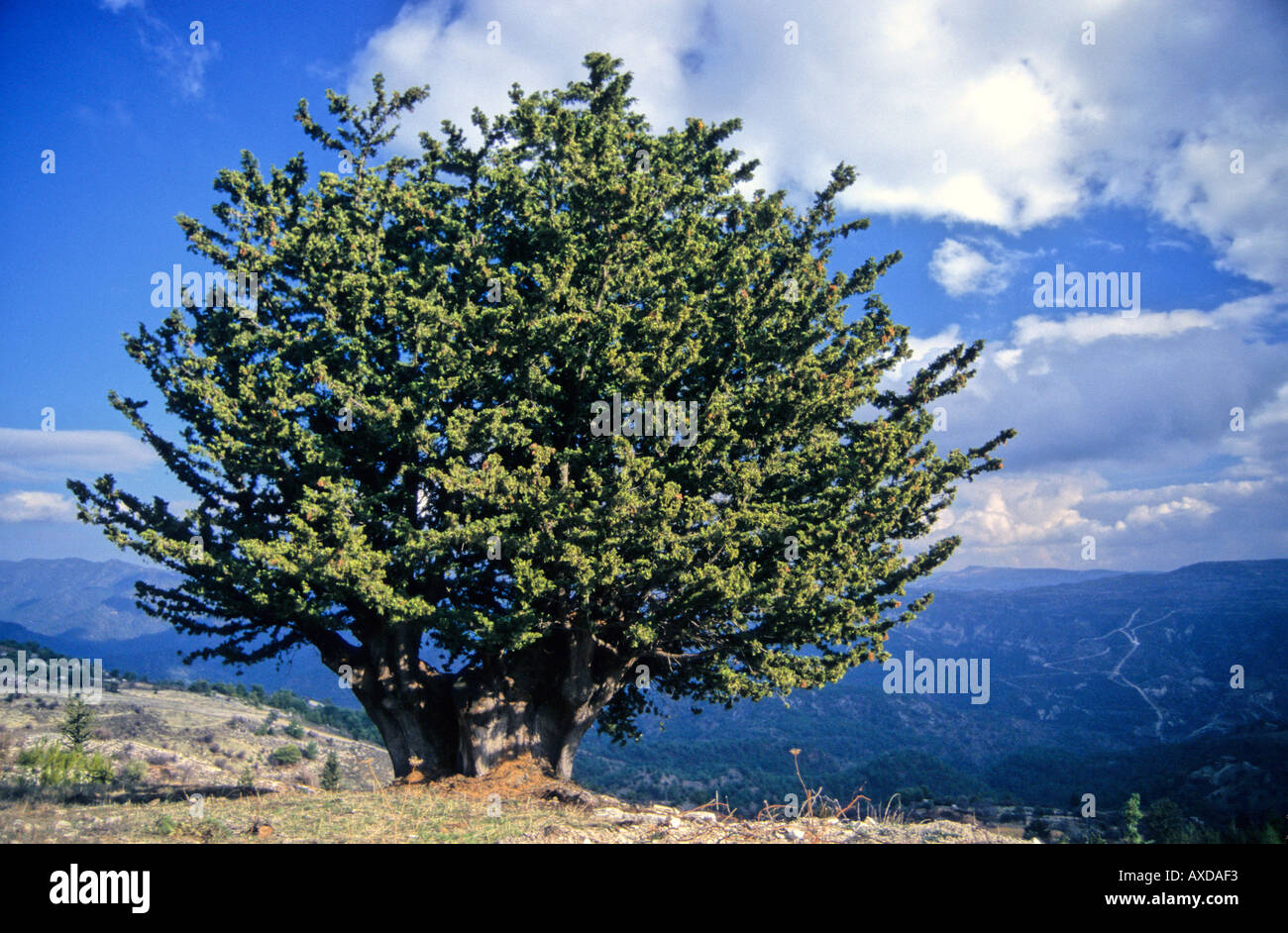 Dendrology Stock Photos & Dendrology Stock Images - Alamy