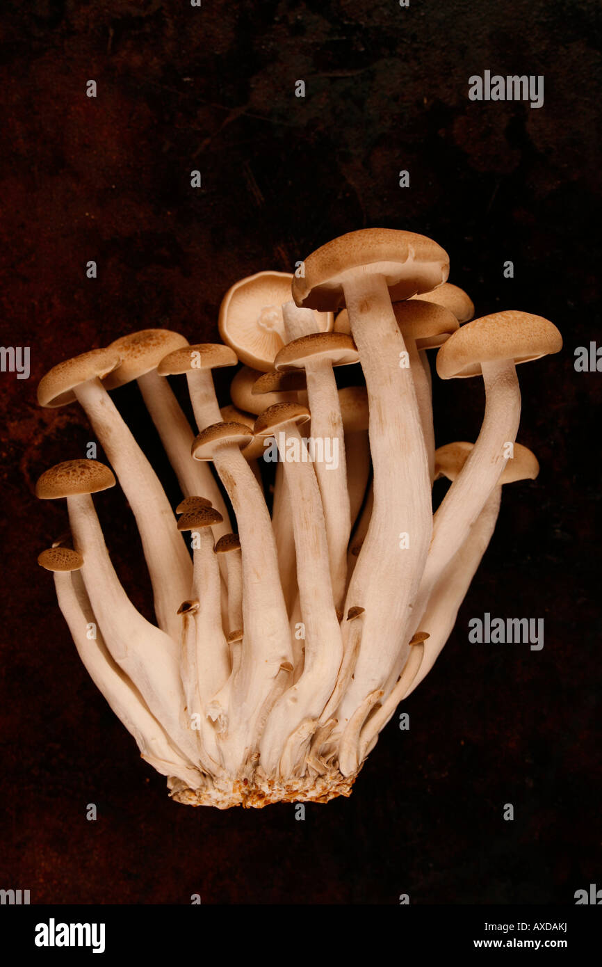 Bunch of brown beech mushrooms Stock Photo - Alamy
