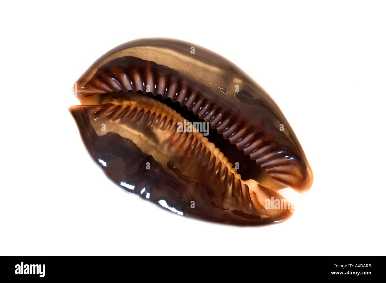 shell in a white background Stock Photo - Alamy