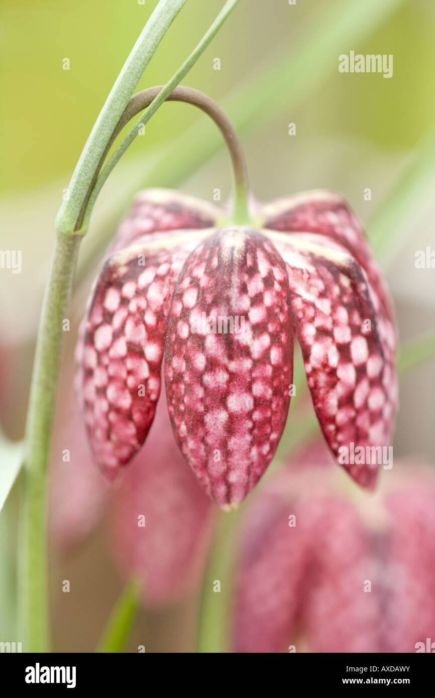 Spring flower close up photograph of the flower the checkered head of a ...
