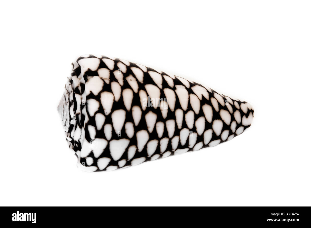 shell in a white background Stock Photo - Alamy