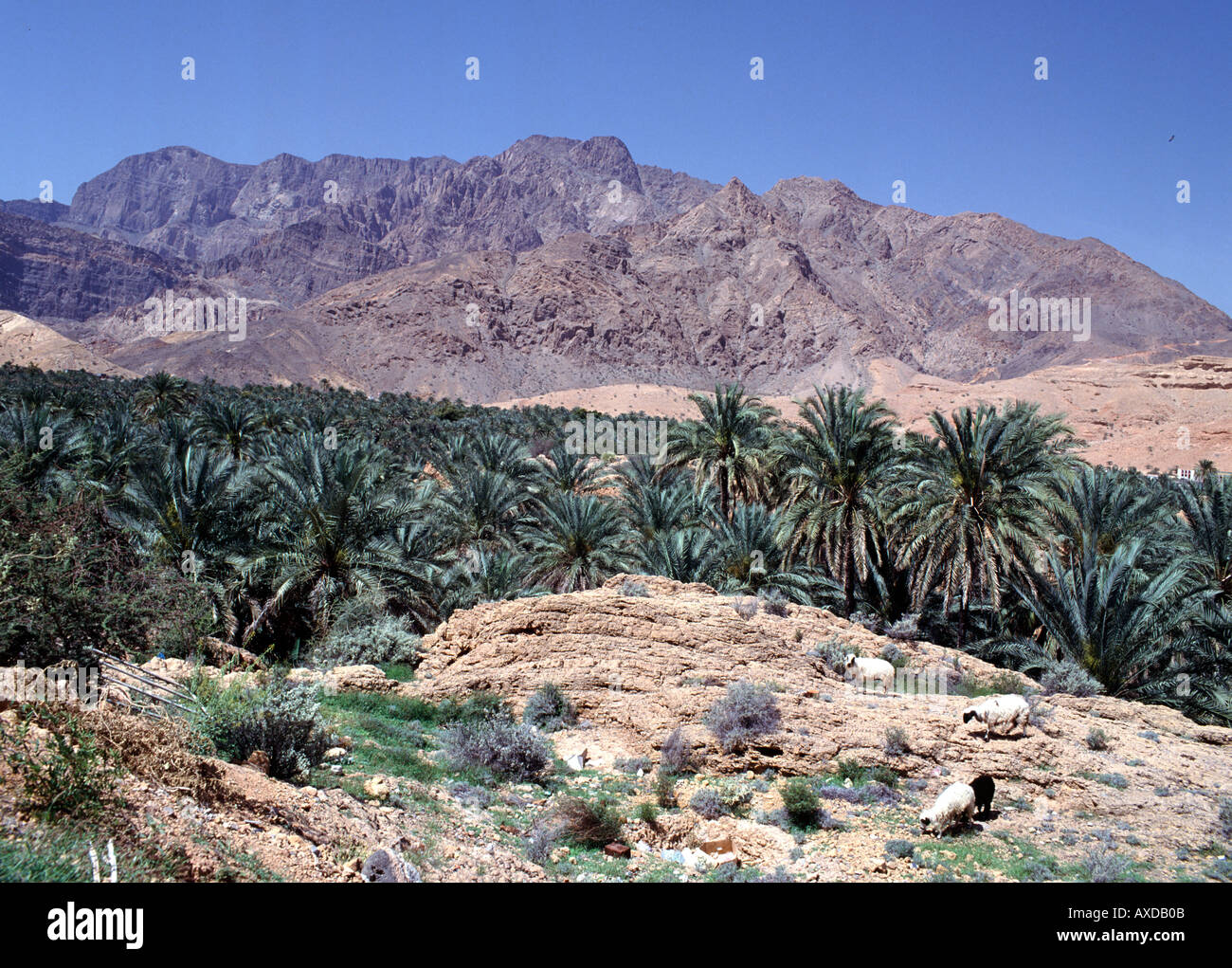 Date Palms And Mountains In Muscat The Capital Of Oman Stock Photo - Alamy